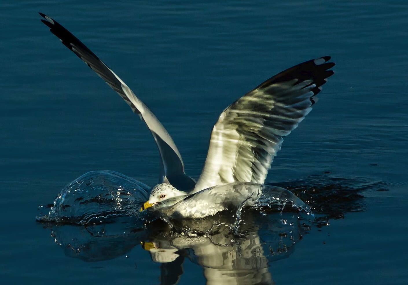 Summer Splash Contest Winners! - Corel Discovery Center