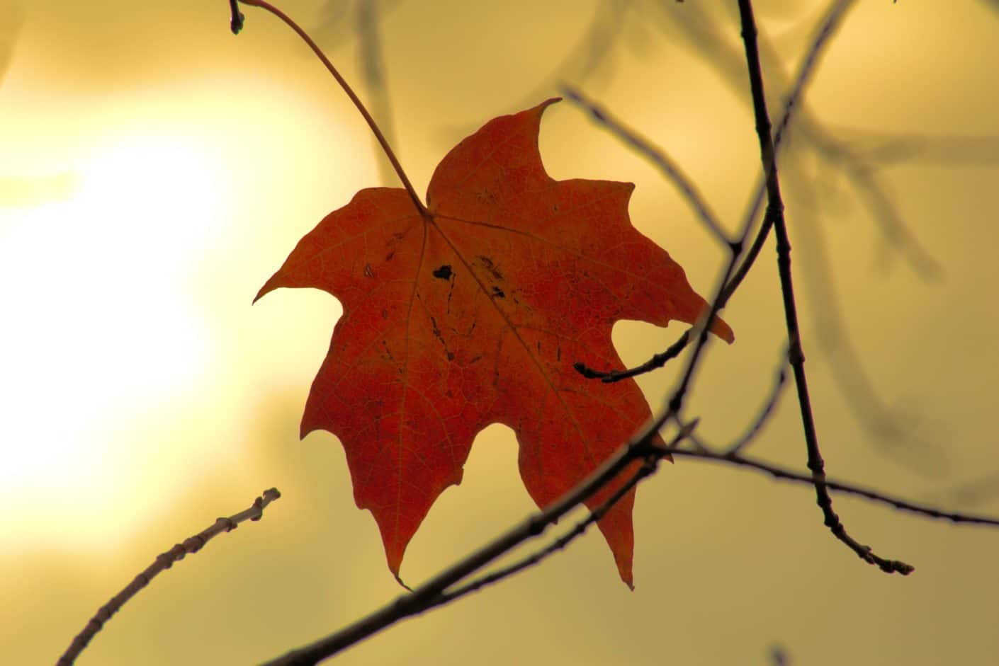 2020 Colors of Fall Contest Winners - Corel Discovery Center