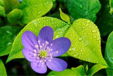 Removing backgrounds from images in CorelDRAW and PHOTO-PAINT - Corel ...