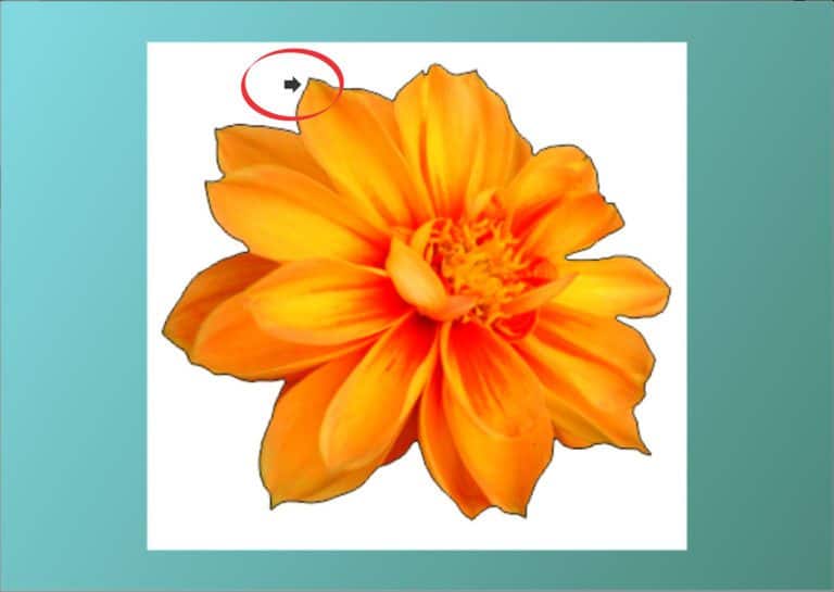 Removing backgrounds from images in CorelDRAW and PHOTO-PAINT - Corel ...