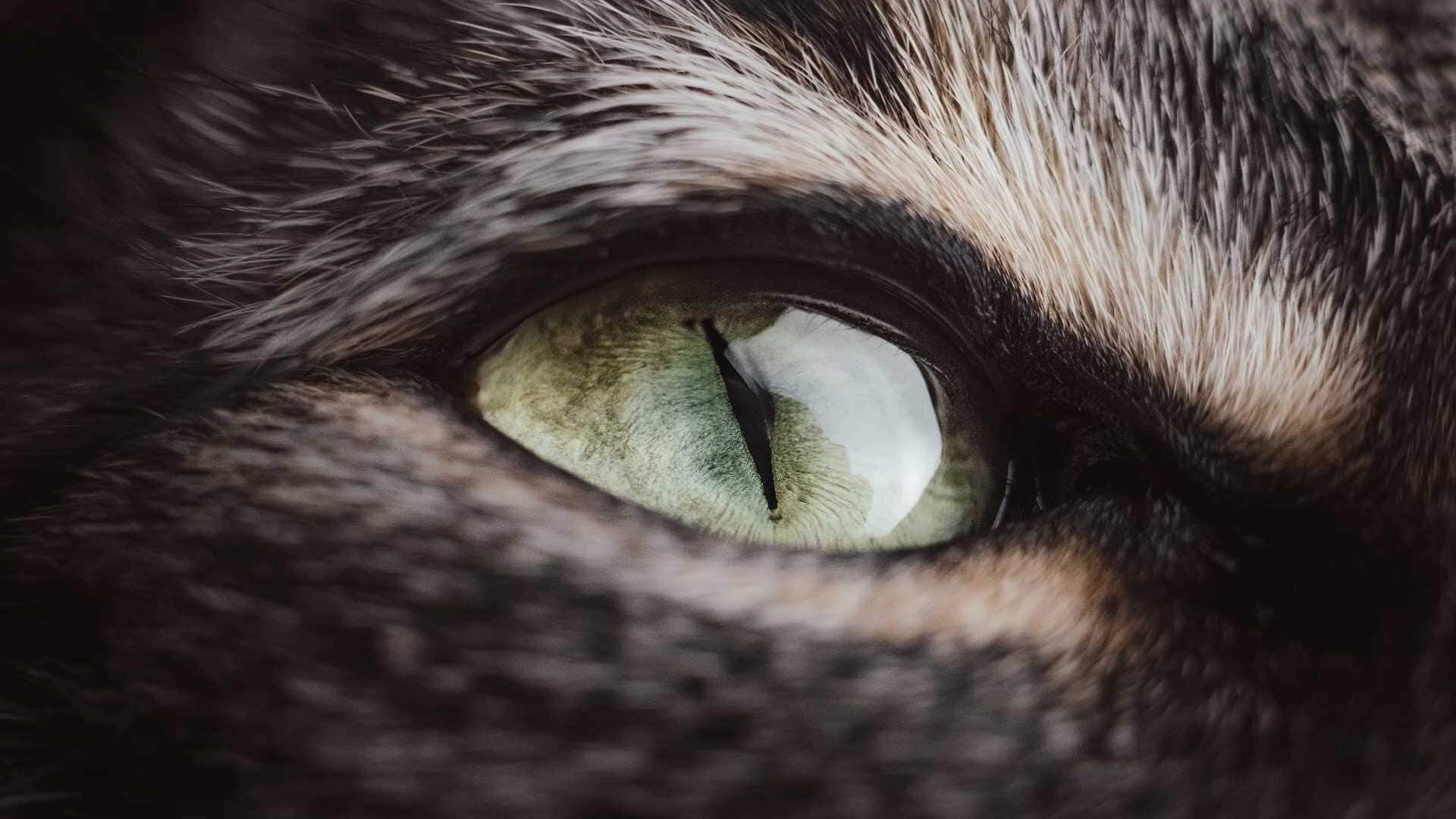 Cat Eye - Corel Discovery Center