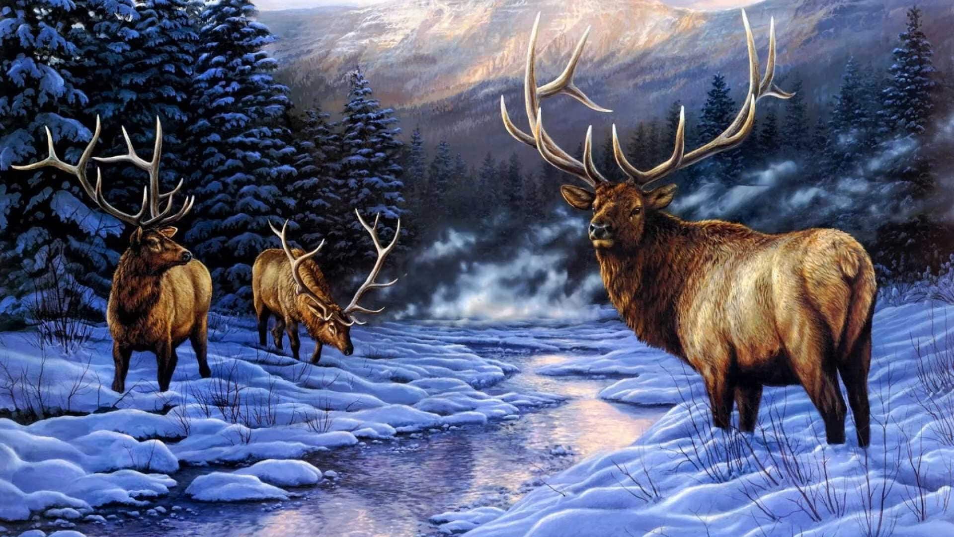 Elk - Corel Discovery Center