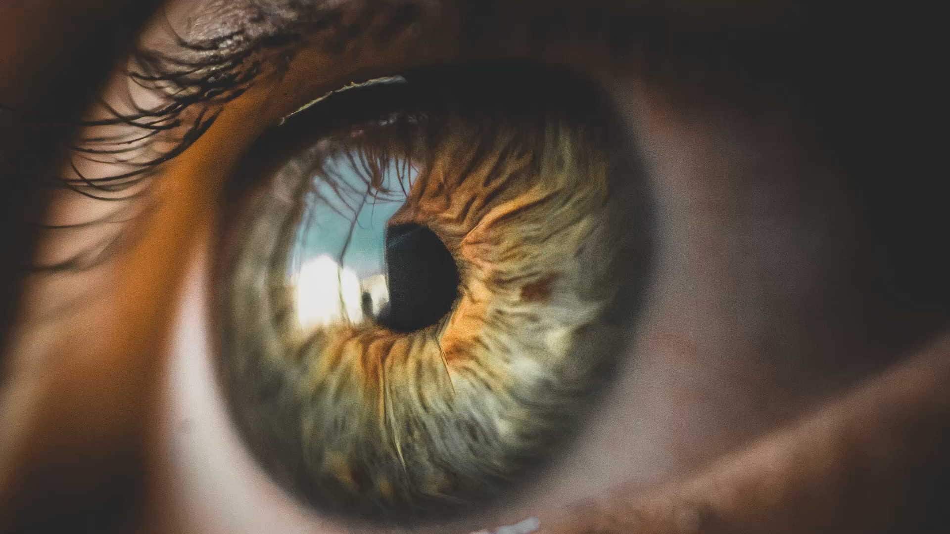 Eye - Corel Discovery Center