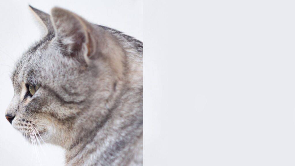 How to flip, mirror and rotate photos - Corel Discovery Center