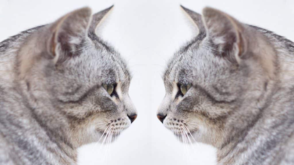 How to flip, mirror and rotate photos - Corel Discovery Center