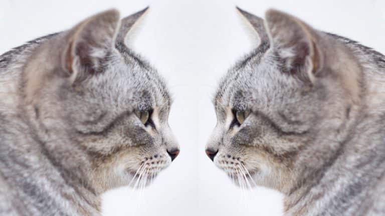 How to flip, mirror and rotate photos - Corel Discovery Center