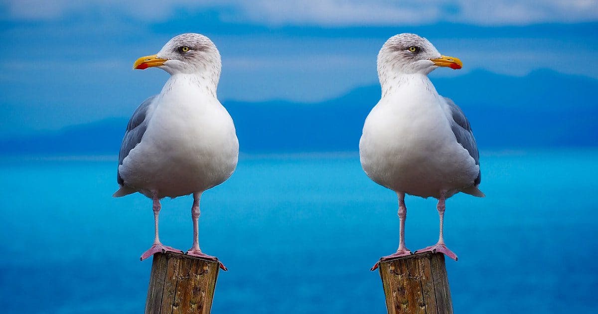 How to flip, mirror and rotate photos - Corel Discovery Center