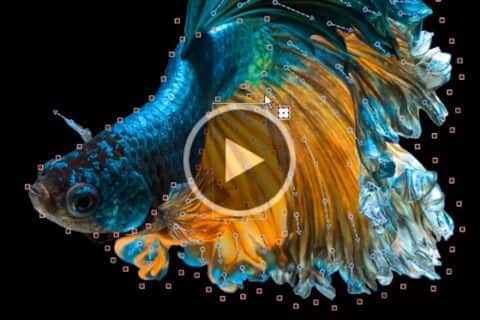 PhotoMirage Tutorials - Corel Discovery Center