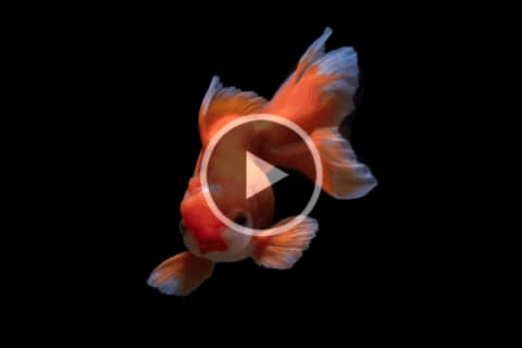 PhotoMirage Tutorials - Corel Discovery Center