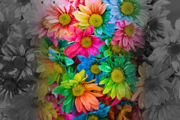 Creating gradient masks - Corel Discovery Center