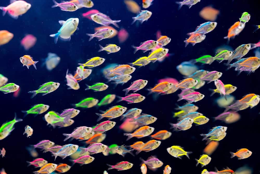 Creating gradient masks - Corel Discovery Center