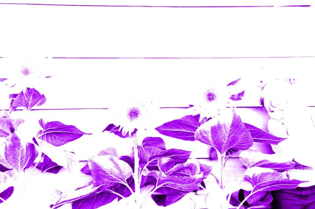 How to use and customize the High Key Monochrome scripts - Corel ...