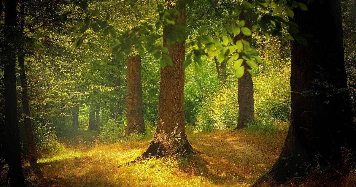 How to merge layers - Corel Discovery Center