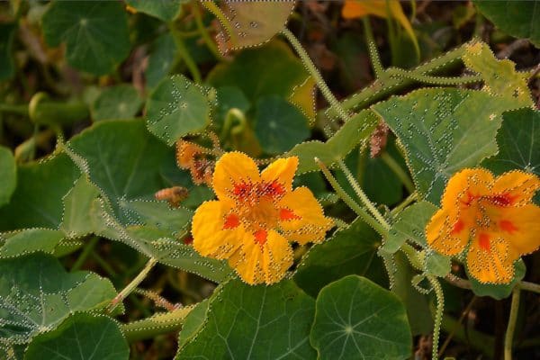 How to use the Magic Wand selection tool - Corel Discovery Center