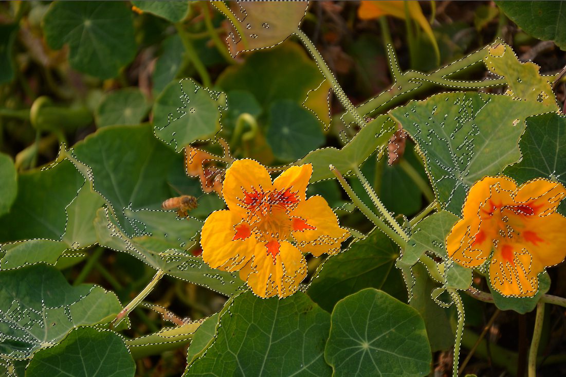 How to Use the Magic Wand Selection Tool - Corel Discovery Center