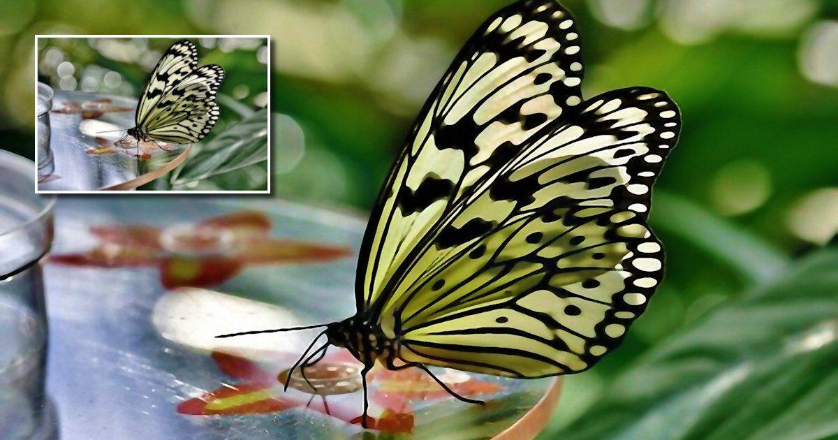 How to Enlarge Images with PhotoZoom - Corel Discovery Center