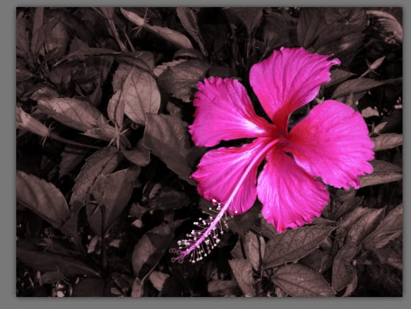 Adding drama with selective color - Corel Discovery Center