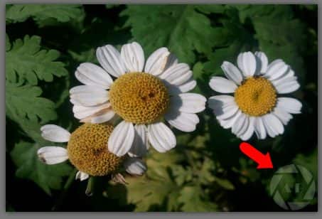 How to Watermark Photos - Corel Discovery Center