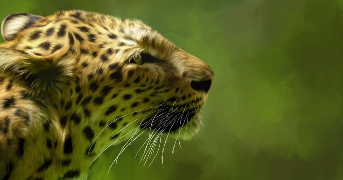 Creating wildlife portraits from photographs - Corel Discovery Center