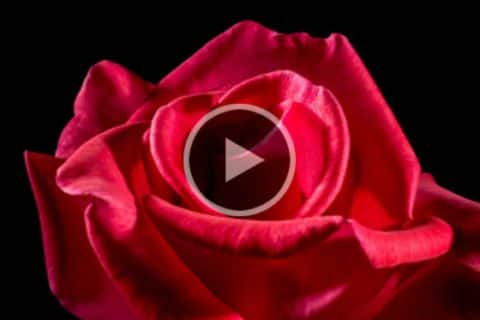 Painting Tutorials - Corel Discovery Center