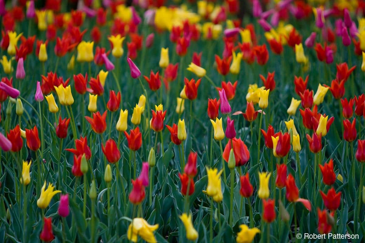 Color theory - Corel Discovery Center