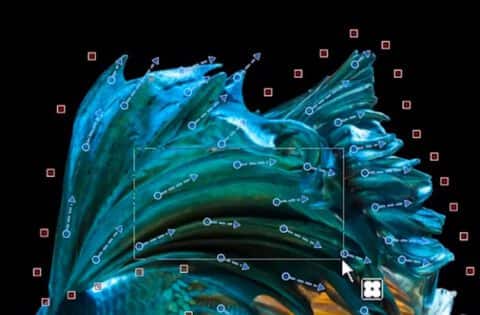 How to use the Selection tools in PhotoMirage - Corel Discovery Center