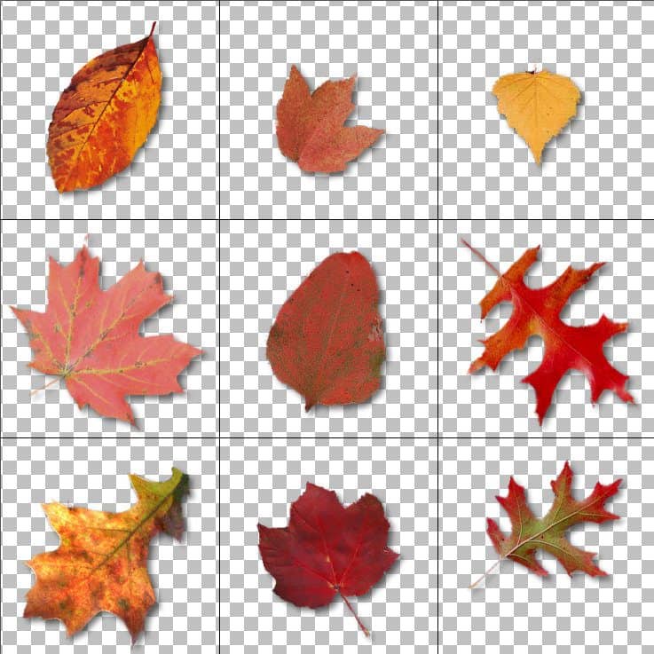 How to use the Picture Tube tool - Corel Discovery Center