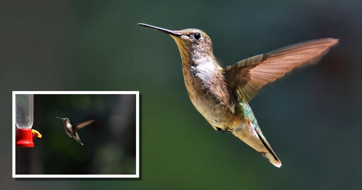 Webinar: Fixing common photo imperfections - Corel Discovery Center