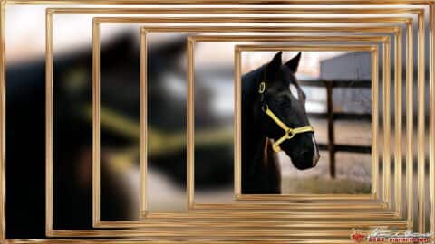 Animal Photo and Art Contest - Corel Discovery Center