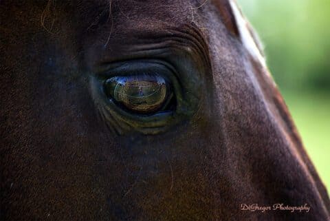 Animal Photo and Art Contest - Corel Discovery Center