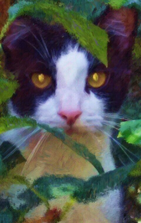 Animal Photo and Art Contest - Corel Discovery Center