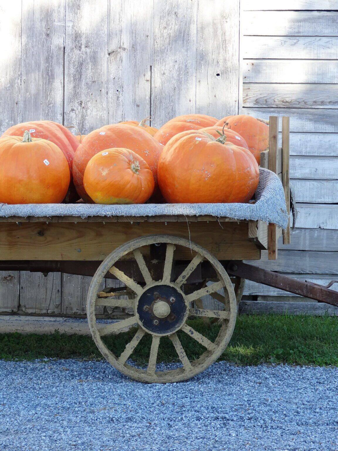 Fabulous Fall Contest Winners and Finalists - Corel Discovery Center