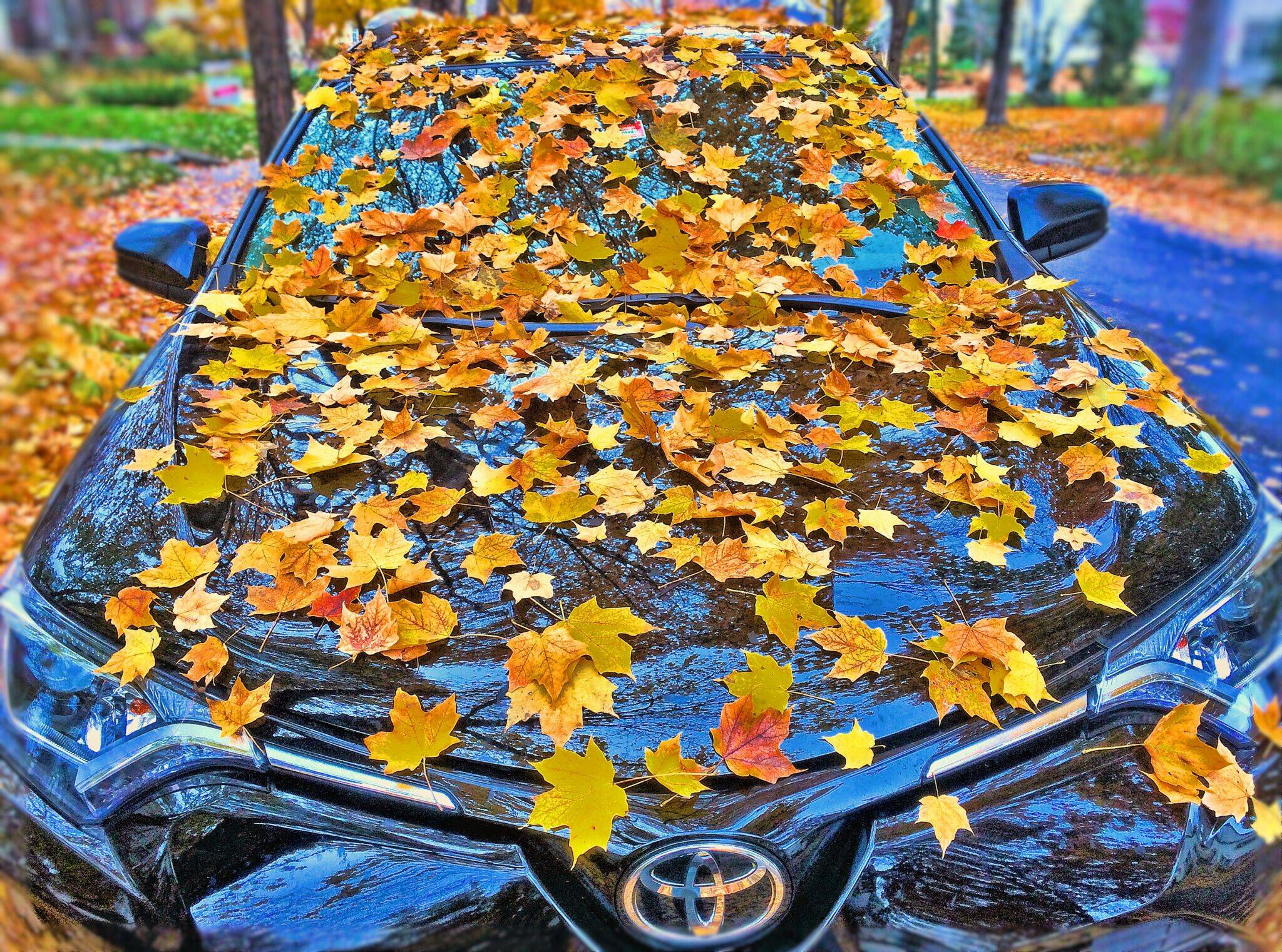 Fabulous Fall Contest Winners and Finalists - Corel Discovery Center