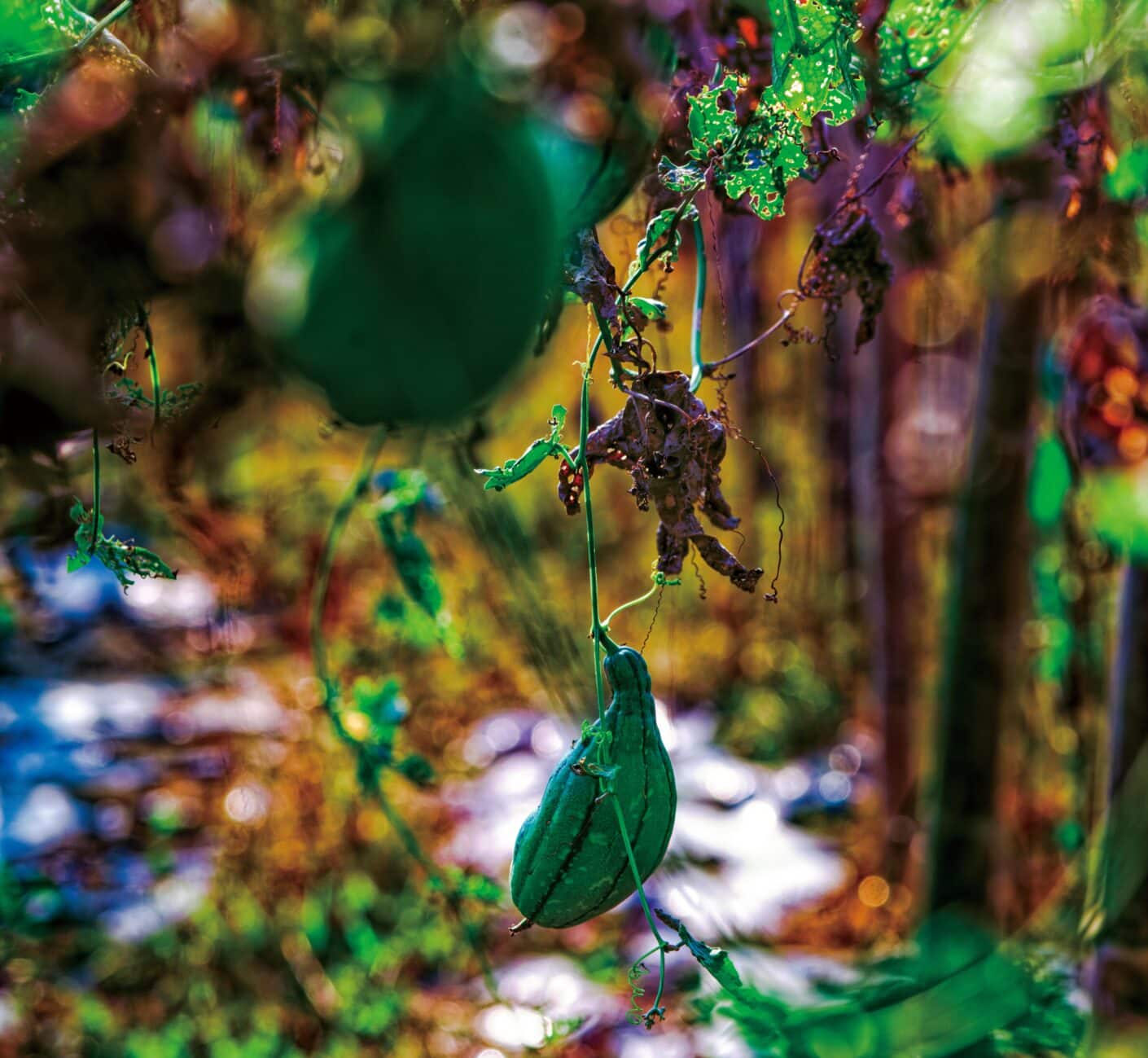 如画般美丽的瓜棚 A picturesque melon shed - Corel Discovery Center