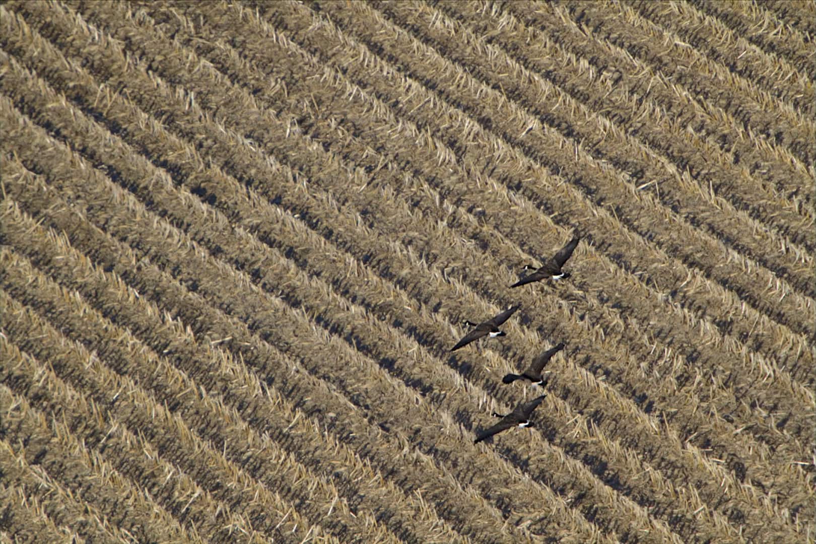 Using negative space in photography - Corel Discovery Center